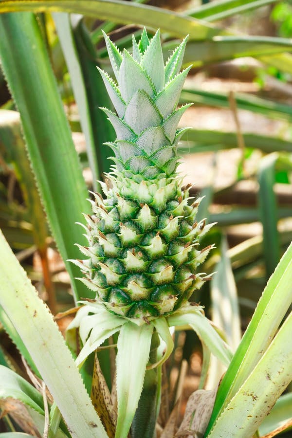 Small pineapple . stock photo. Image of dieting, farming - 229414886