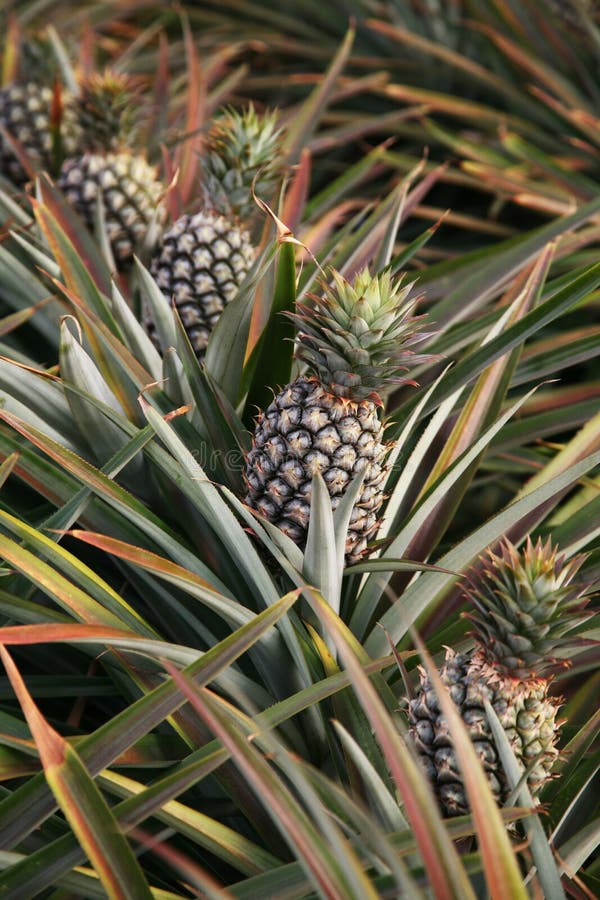 Pineapple at Farm Ready To Harvest Stock Image - Image of landscape ...