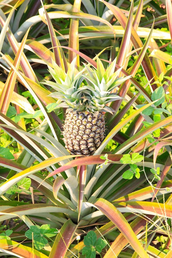 Pineapple farm stock image. Image of sweet, gourmet, nutrition - 72369271