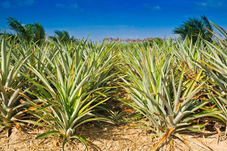 6,328 Pineapple Field Stock Photos - Free & Royalty-Free Stock Photos ...