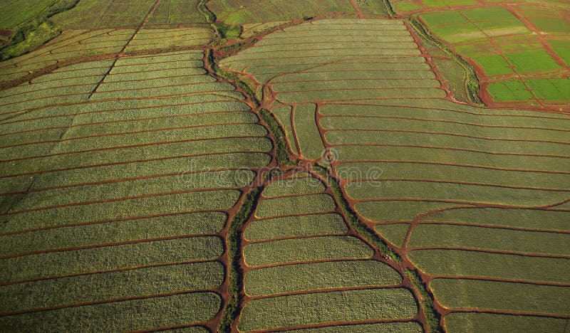 Pineapple Field Aerial Patterns Picture. Image: 28155