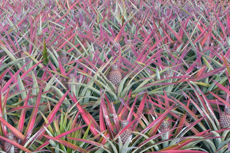Pineapple on Pineapple Field.Farm Agriculture Concept. Stock Image ...