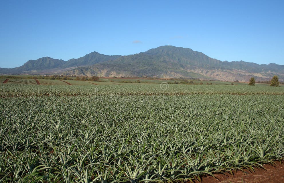 Pineapple Field Landscape Hawaii Stock Photo - Image of farms ...