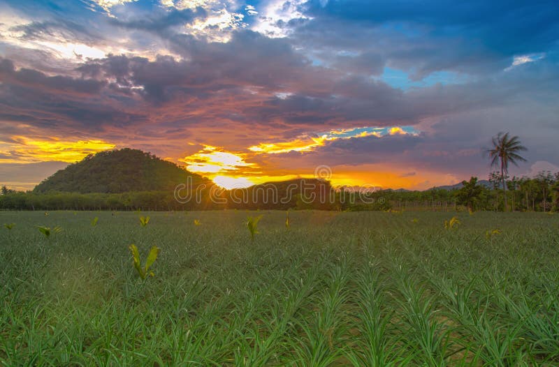 Pineapple Field Sunset Light Paints Stock Photos - Free & Royalty-Free ...