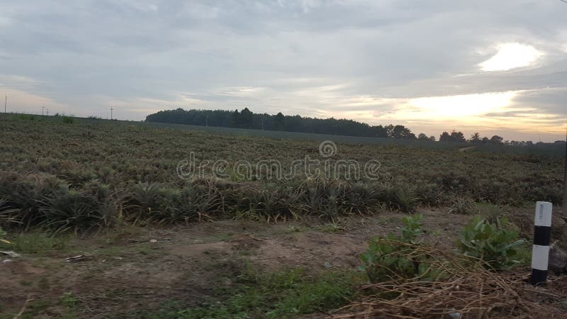 5,534 Pineapple Field Stock Photos - Free & Royalty-Free Stock Photos ...