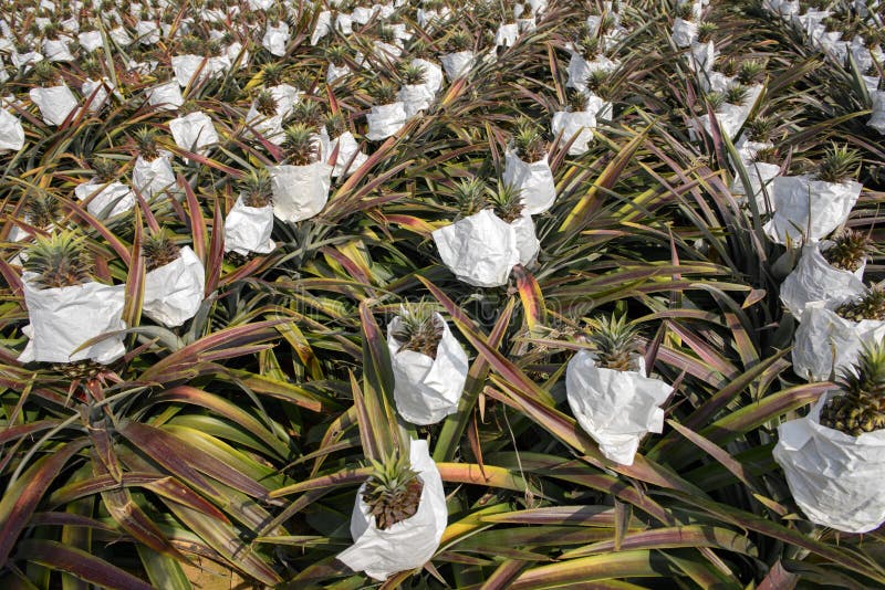Pineapple field stock photo. Image of farm, country, nature - 39330532