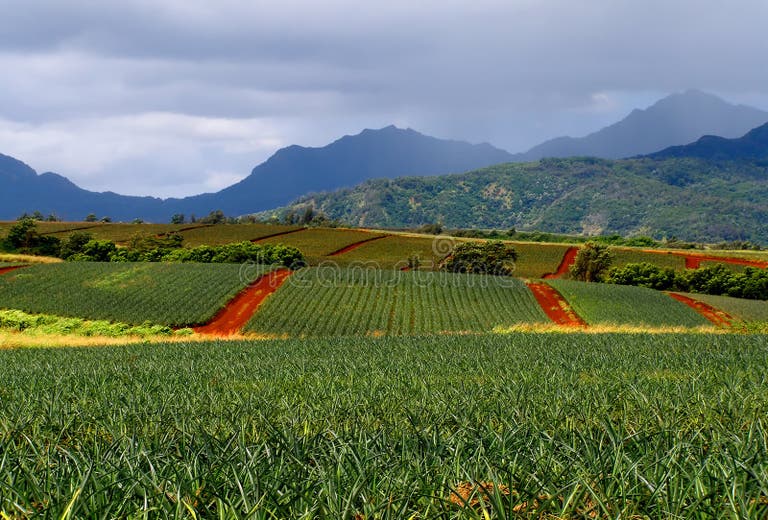 Pineapple fields stock photo. Image of tourism, sunset - 11396110