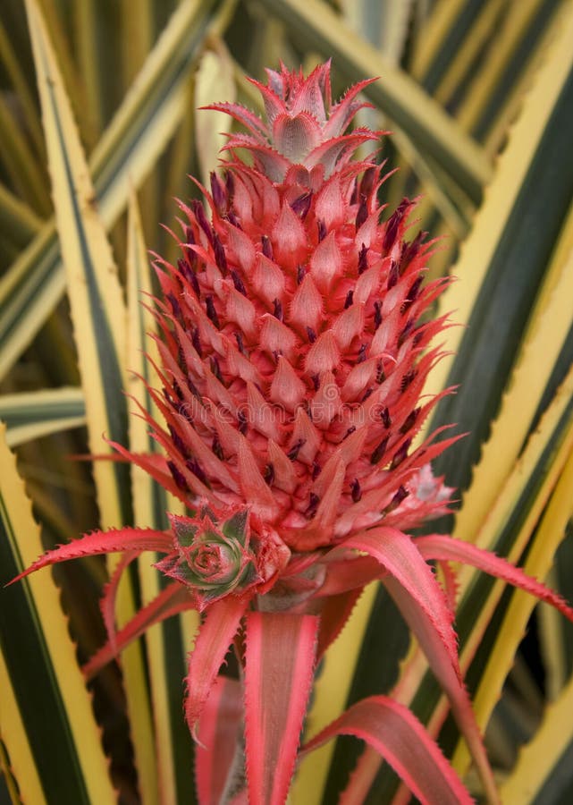 Zululand Cycad stock photo. Image of cycad, jardim, floral - 18708642
