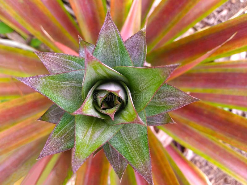 Pineapple Flowers Blooming on the Tree Stock Image - Image of blooming ...