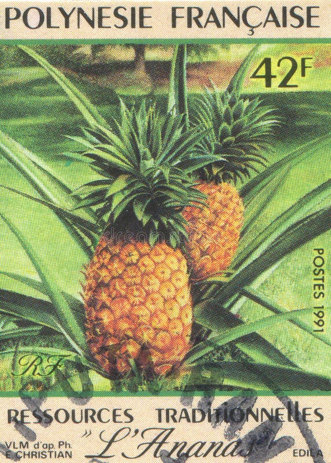 Pineapple editorial stock photo. Image of ground, pineapple - 231615548