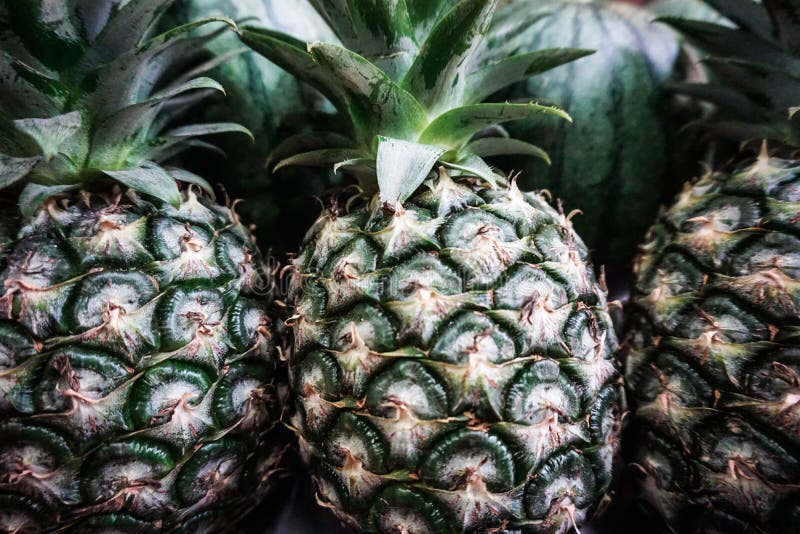 Pineapple and friend stock image. Image of watermalon - 71112777