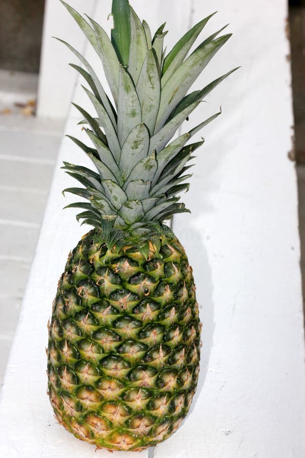 Pineapple Fruit, Ananas Comosus Stock Image - Image of pineapple, pizza ...