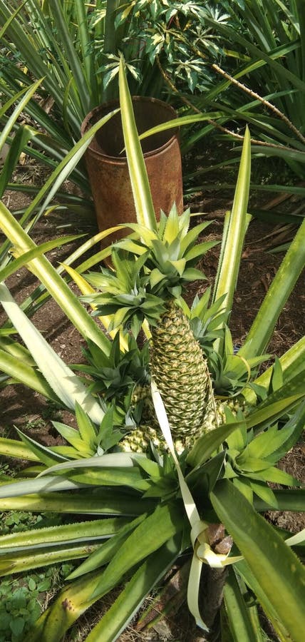 Pineapple Fruit that Bears Unique and Interesting Stock Image - Image ...