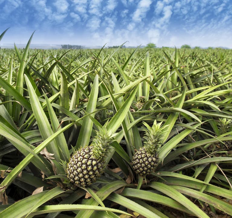 Pineapple Fruit on the Bush Stock Image - Image of natural, field: 32043271