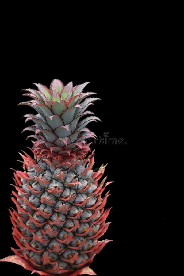 Pineapple Fruit is Rich in Vitamins and Good for Digestion Stock Photo ...