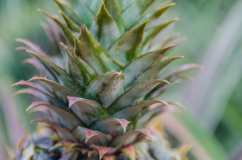 Pineapple Fruit Close Up Shot Stock Photo - Image of delicious ...