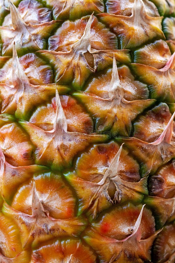 Pineapple fruit close-up stock image. Image of color - 142995731
