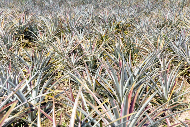 Pineapple fruit field stock photo. Image of plantation - 50200464