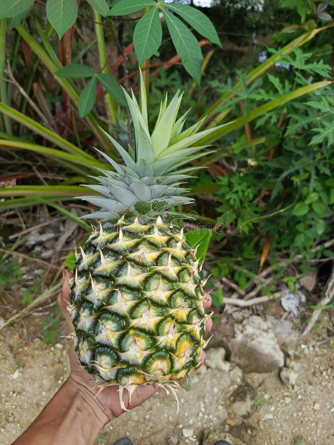 Pineapple Fruit in the Field Behind the House Stock Photo - Image of ...