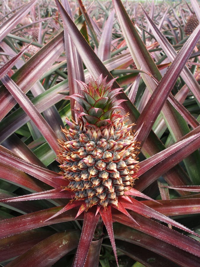Pineapple fruit field. stock image. Image of freshness - 98443217