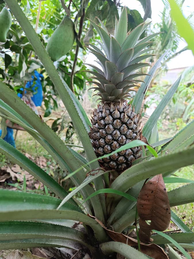 Pineapple Fruit that Grows Beautifully with Its Crown Stock Image ...