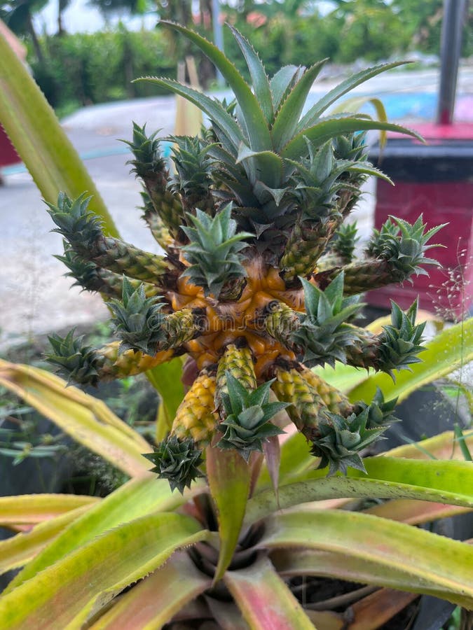 Pineapple Fruit. Pineapple Plant (Ananas Comosus) Grows in the Pot ...