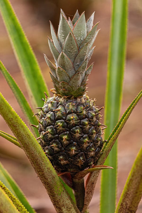 Pineapple Fruit Plant stock image. Image of leaves, agriculture - 264278357