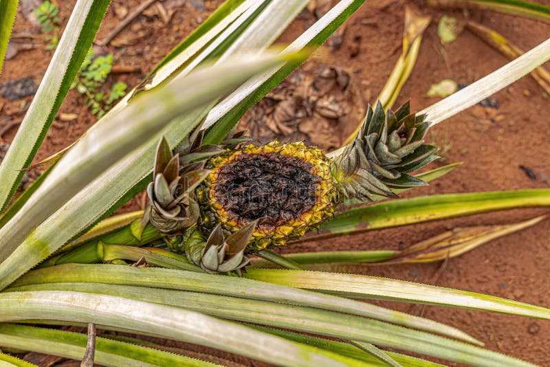 Pineapple Fruit Rotting on the Plant Stock Image - Image of leaf ...