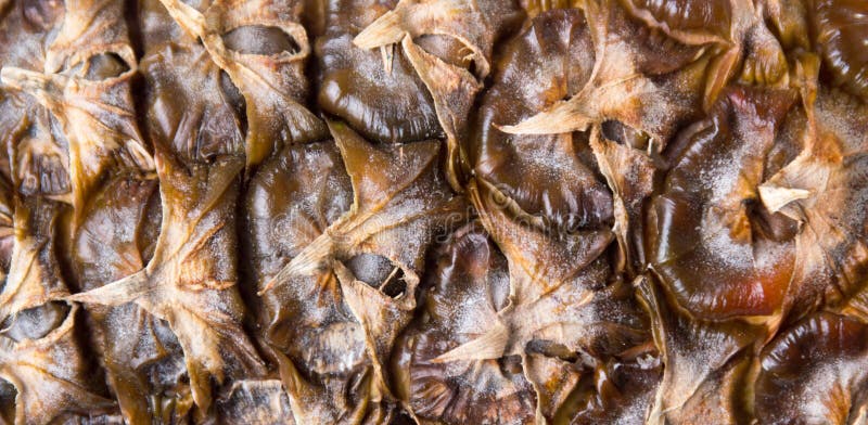 129 Pointy Shell Stock Photos - Free & Royalty-Free Stock Photos from ...