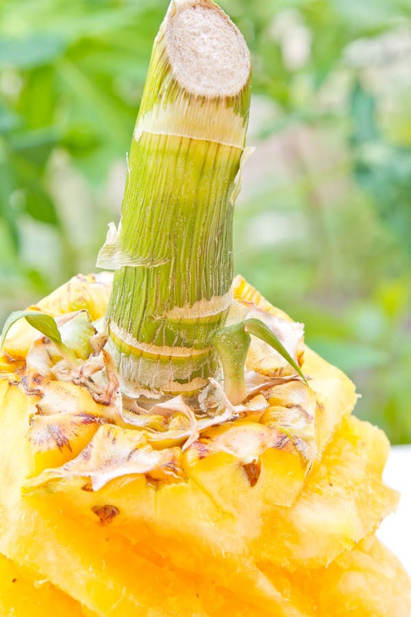 Pineapple fruit stock image. Image of color, yellow, food - 31661691