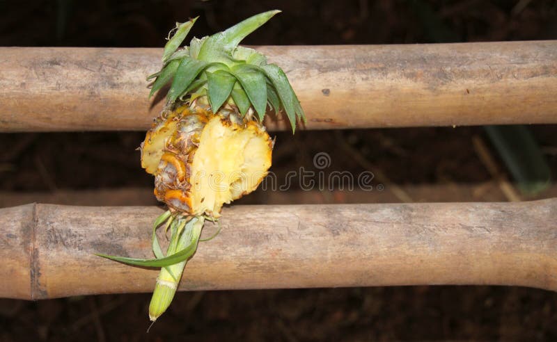 Smooth Cayenne Pineapple Stock Photos - Free & Royalty-Free Stock ...