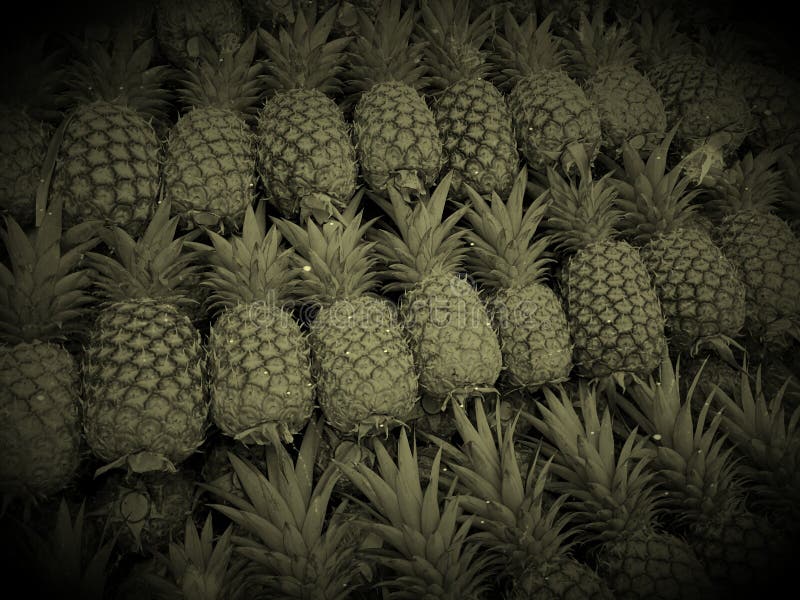Pineapple. Golden Tropical Fruit Stock Photo - Image of golden, fruit ...