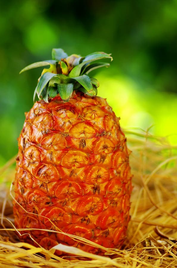 Pineapple on Green Background Stock Image - Image of closeup, market ...