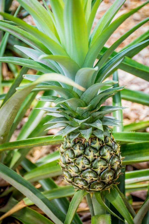 Pineapple stock image. Image of yellow, food, slice, tasty - 97951535