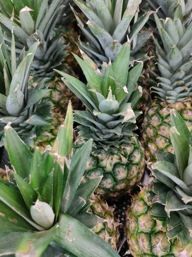 Pineapple Green Food Fruit Natural Stock Photo - Image of thorns ...