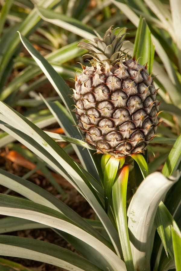 Pineapple growing stock image. Image of color, pineapple - 22271075