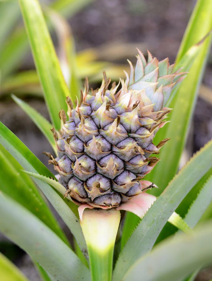 Pineapple growing stock photo. Image of nature, cultivated - 39907378