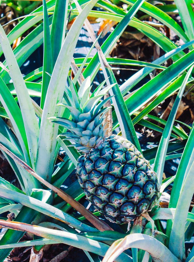 Pineapple Growing in Hawaii Stock Image - Image of light, green: 149554957