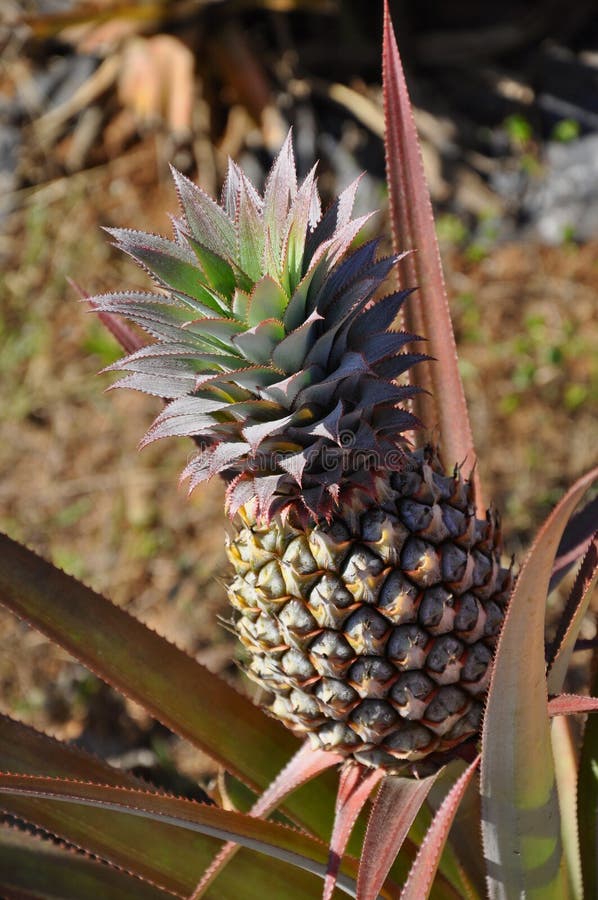 Wild Pineapple On The Tree - Harvest Stock Photo - Image of northeast ...