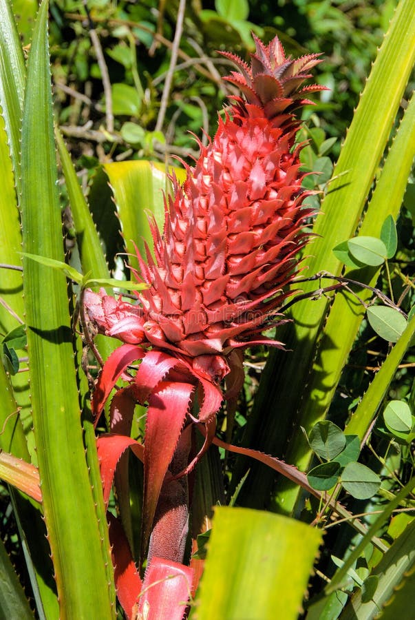 271 Wild Pineapple Ananas Stock Photos - Free & Royalty-Free Stock ...