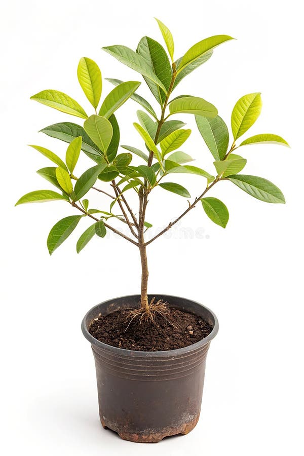 Pineapple Guava Tree Sapling Stock Illustration - Illustration of ...