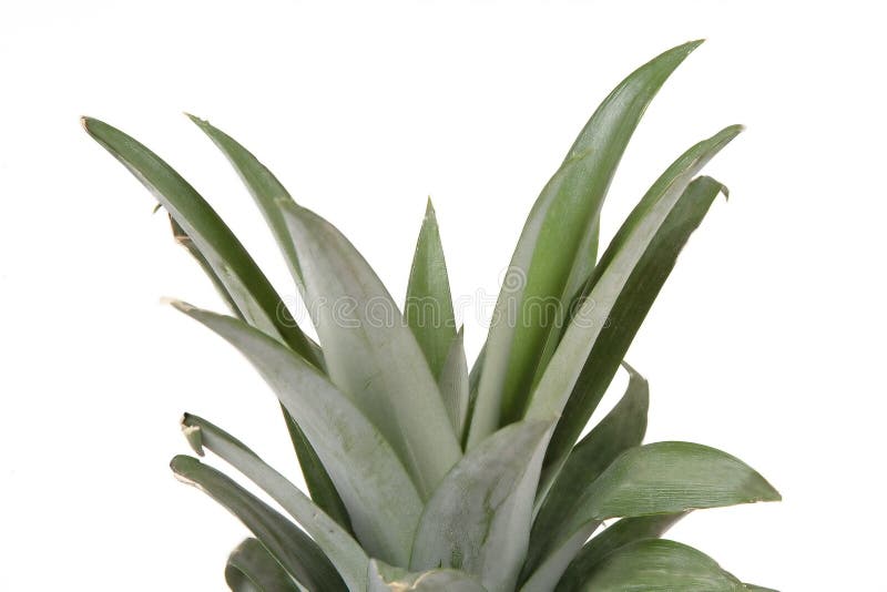 Pineapple head stock photo. Image of head, fruits, fruit - 314544