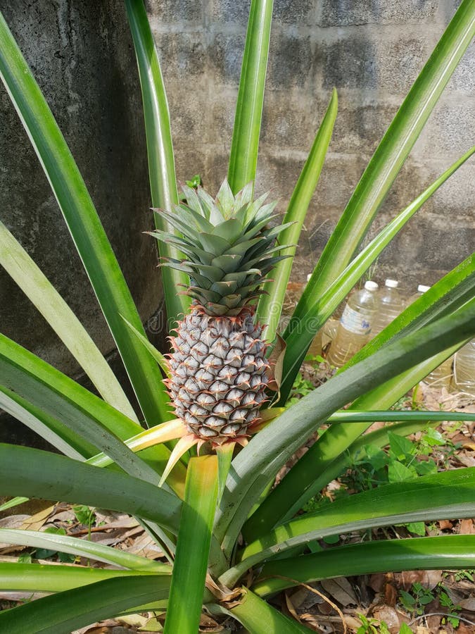 Pineapple/ Home Made/ Natural/ Home Garden Stock Image - Image of ...