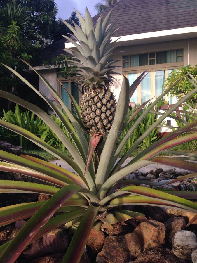 Pineapple stock image. Image of fruit, pineapple, green - 54686033