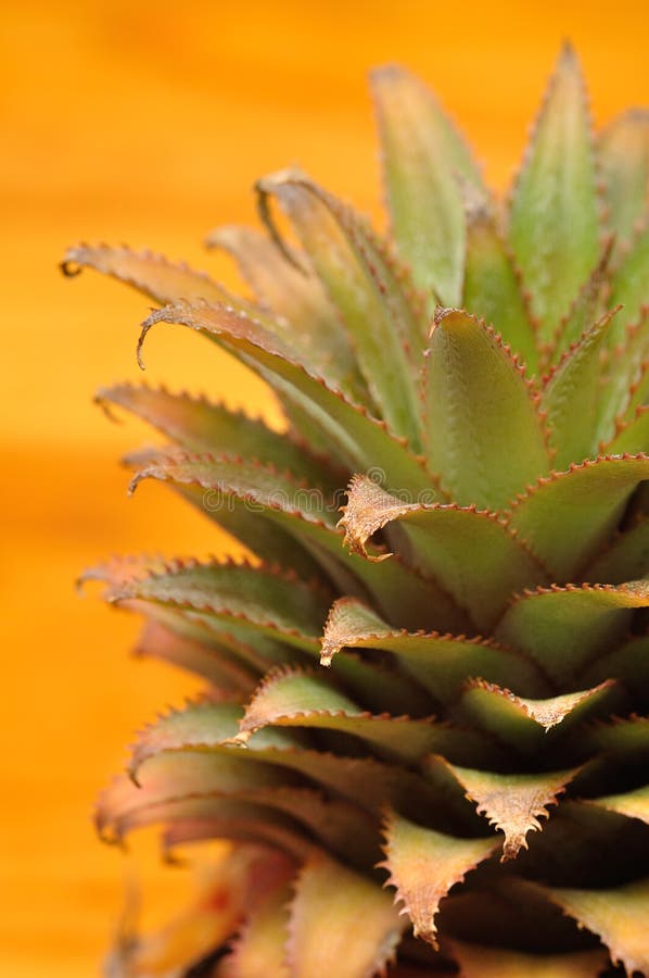 A pineapple leaves stock photo. Image of healthy, fruit - 76158844