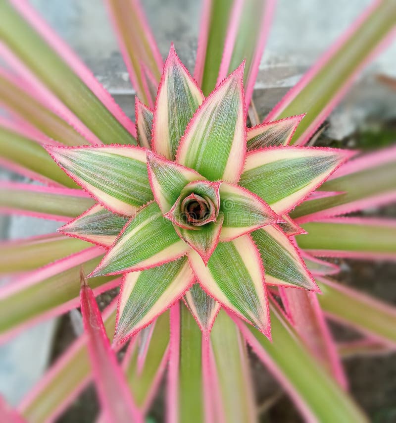 Pineapple leaves like star stock image. Image of stars - 250560761