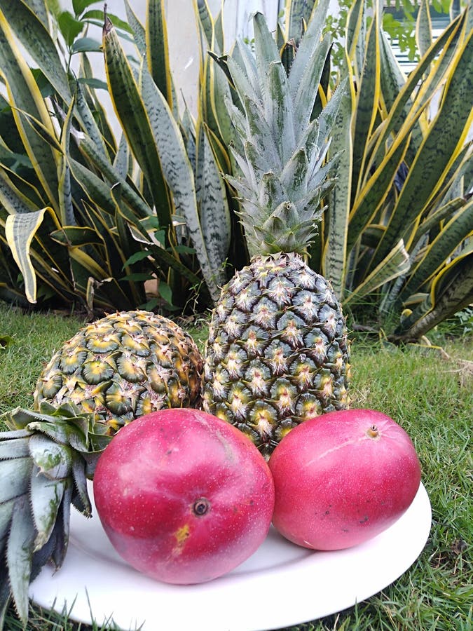 Exotic fruits stock photo. Image of mango, fruits, pineapple - 115911372