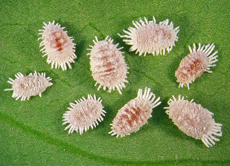 Mealybug Male Stock Photos - Free & Royalty-Free Stock Photos from ...