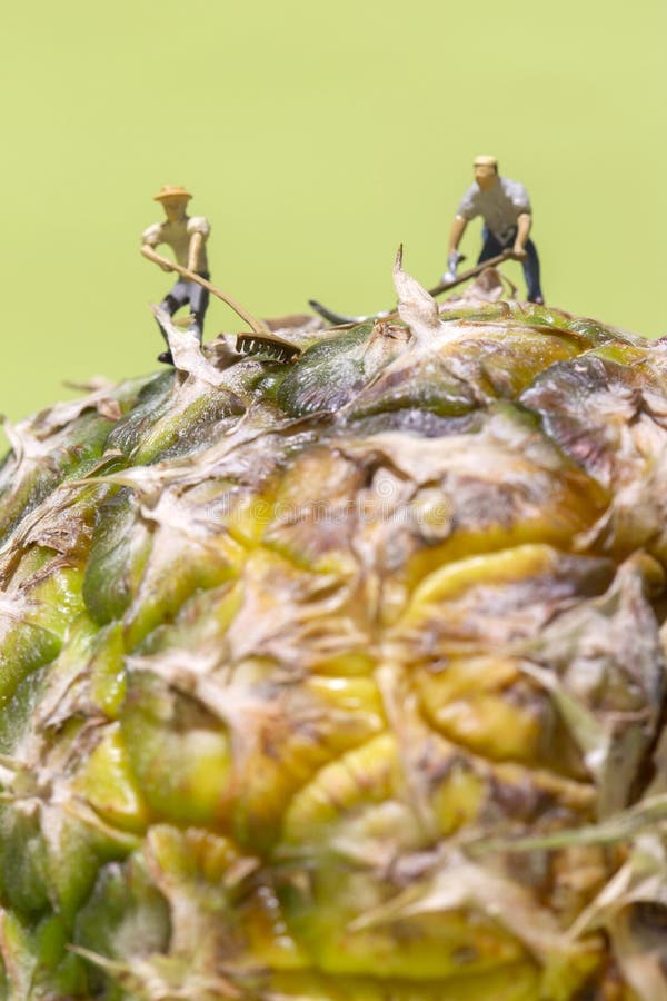 Pineapple with Miniature Scale Model Gardeners Picking. Stock Photo ...