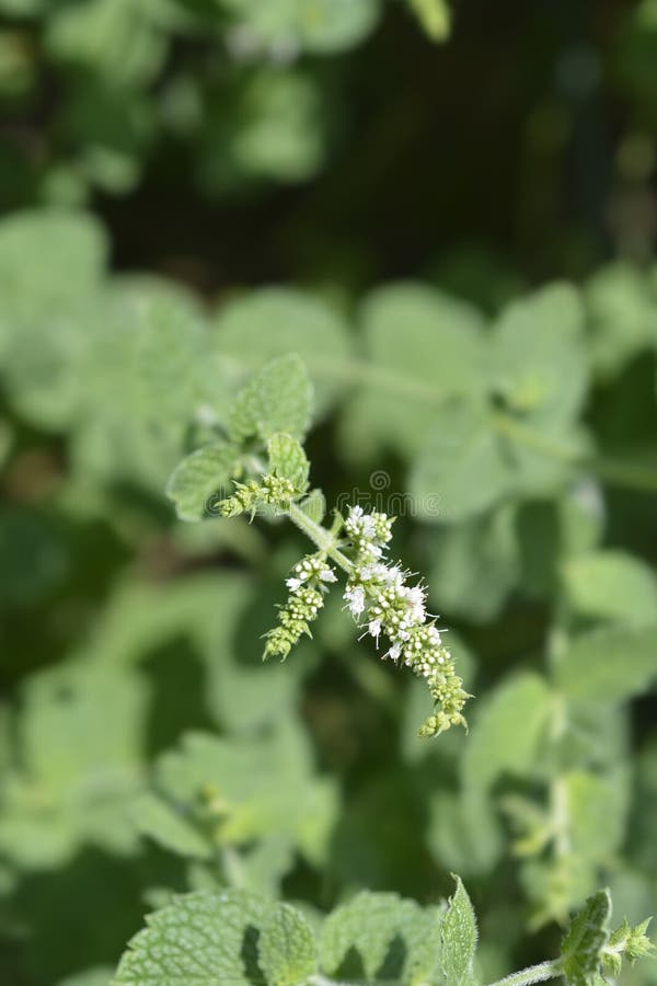Pineapple mint stock image. Image of nature, name, pineapple - 289044181